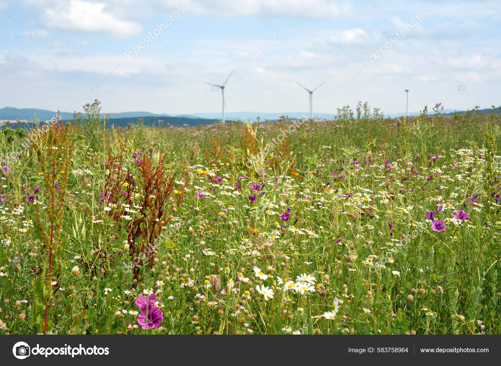 Modern Wind Turbines Beautiful Flower Meadow Environment Planted ...