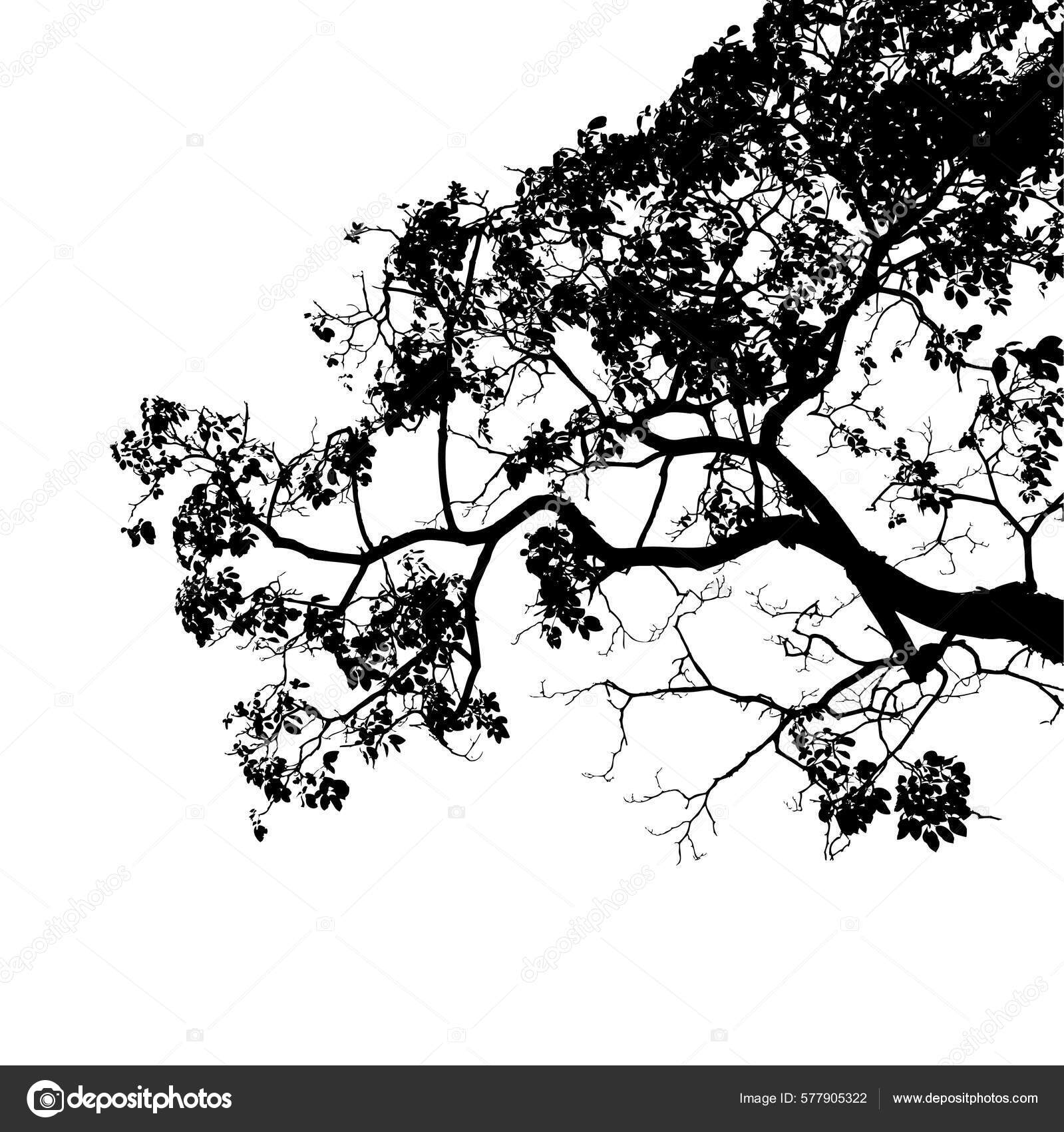 Silueta Realista Ramas Árbol Sobre Fondo Blanco Ilustración Vectorial ...