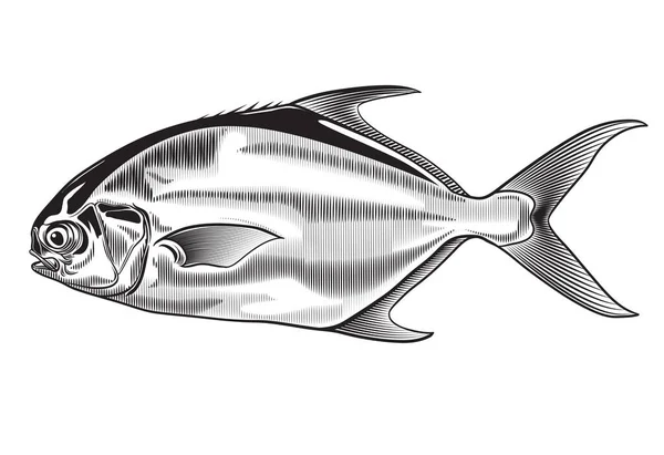 31 Pompano Vector Images | Depositphotos