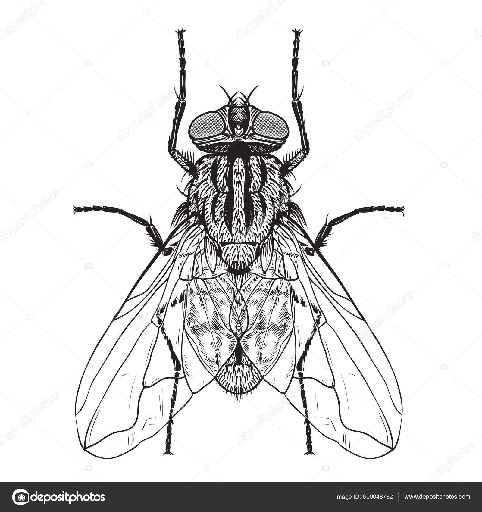Hand Drawn Fly Sketch Symbol Scientifically Known Diptera Muscidae ...