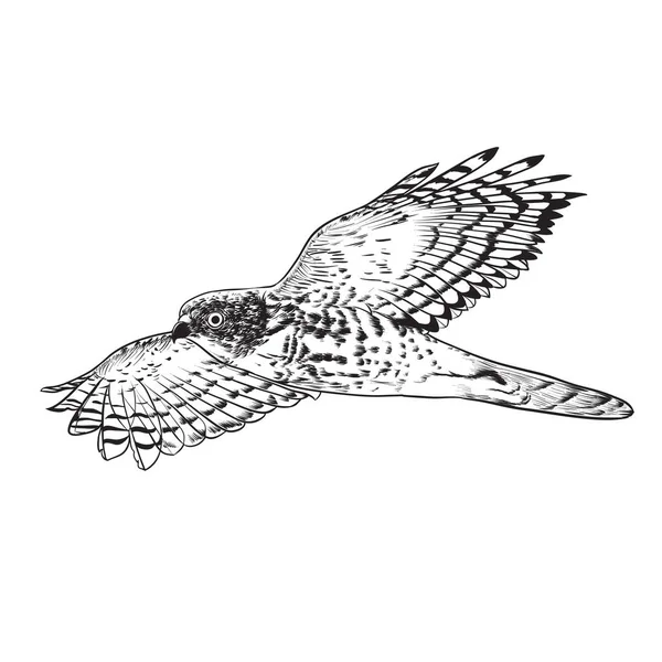 Flying Hawk Drawing