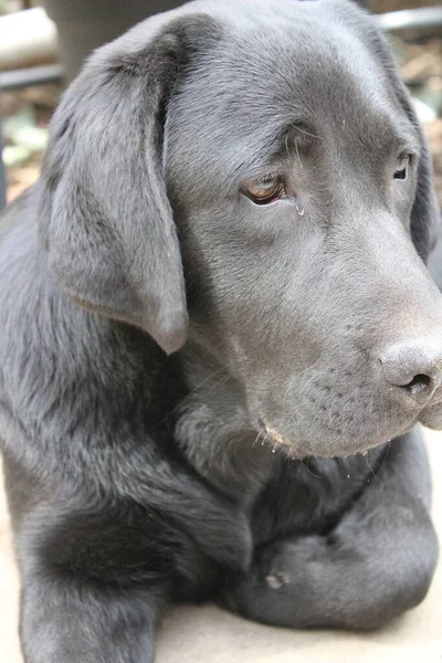 Photograph of a black Labrador Retriever. Old Labrador in close-up ...