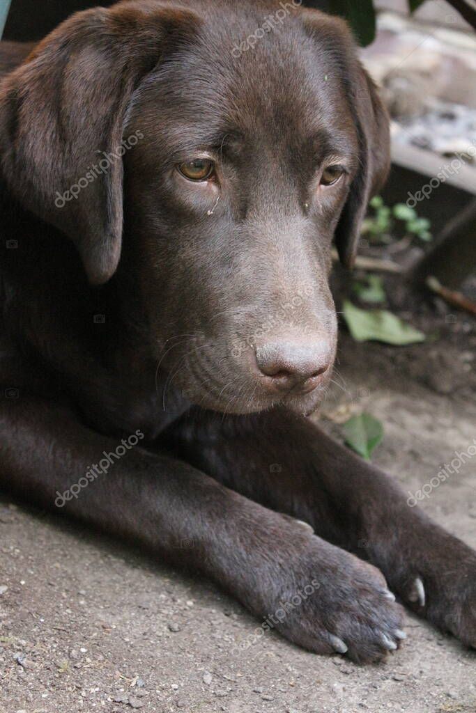Brown Labrador Retriever. Cara de perro en primer plano. Cachorro ...
