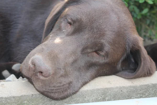 Brown Labrador retriever. Dog face close-up. Chocolate Labrador Puppy ...