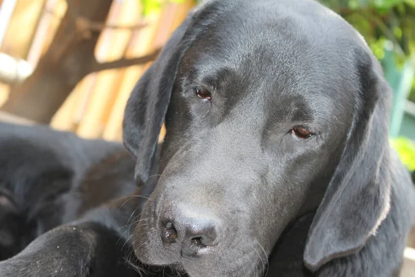 Black Labrador Retrievers. Dog face in close up. Black Labrador Puppy ...