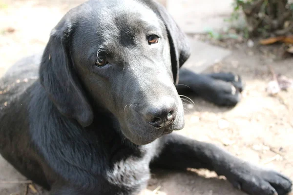 Black Labrador Retrievers. Dog face in close up. Black Labrador Puppy ...