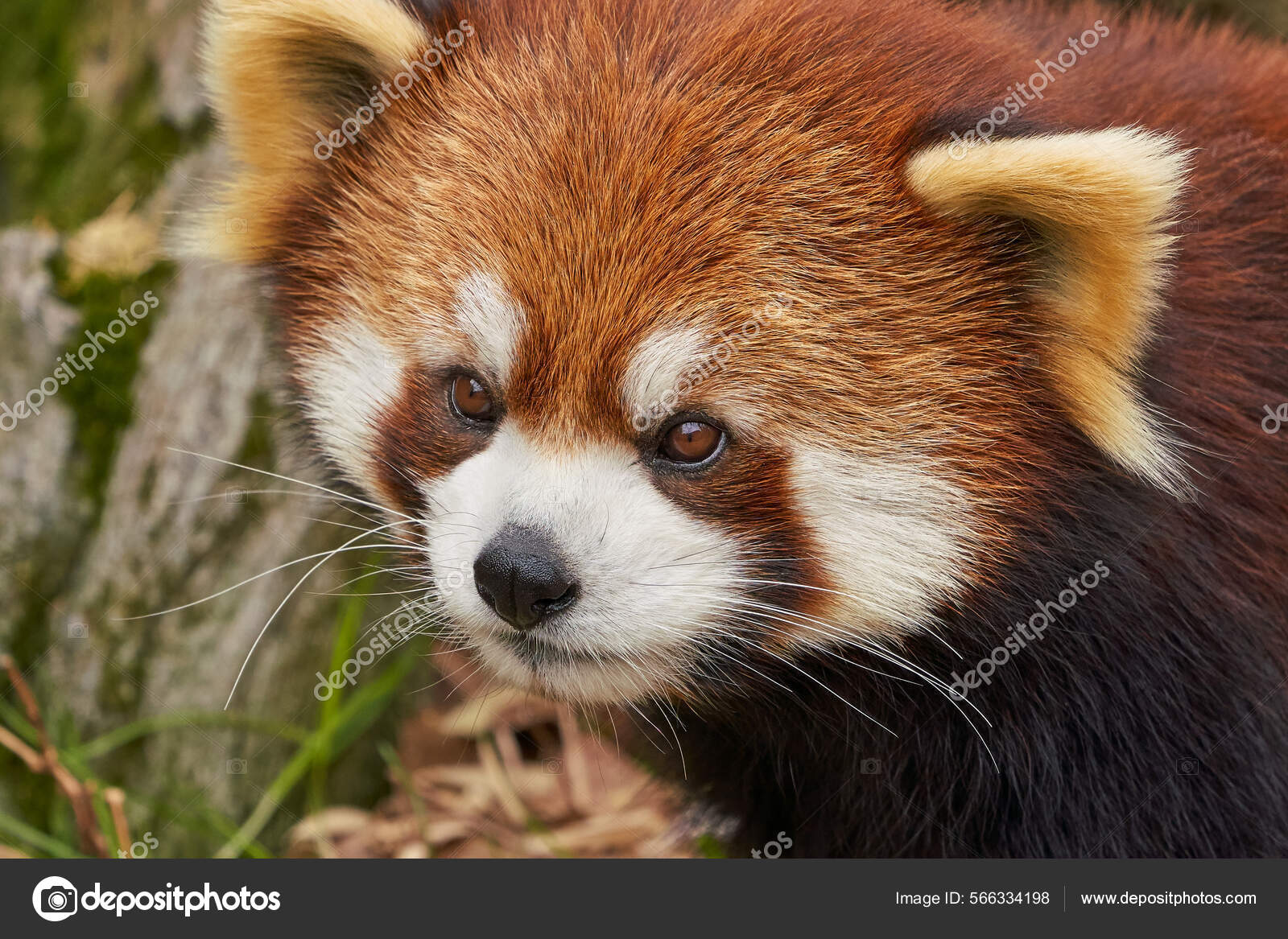 Close Portrait Red Panda Aka Lesser Panda Stock Photo by ©Scott ...