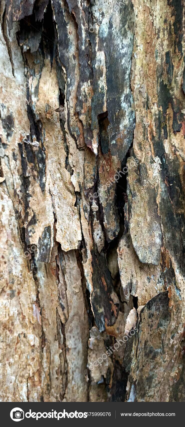 Expressive Texture Tree Bark Rain Island Middle Atlantic Ocean — Stock ...