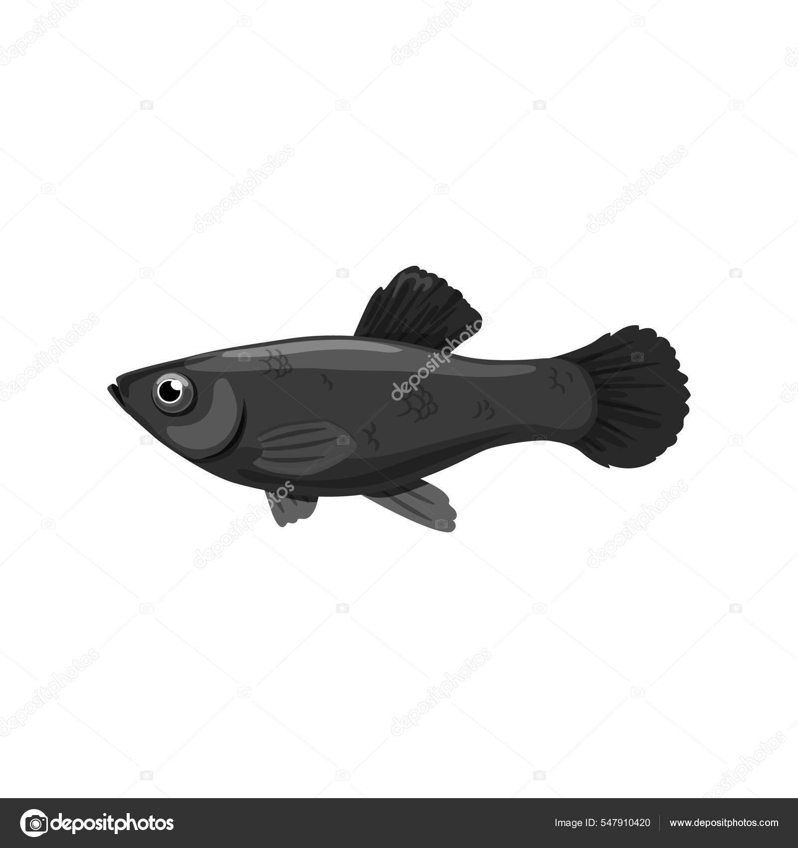 Black molly freshwater fish isolated on white backhround. Realistic ...