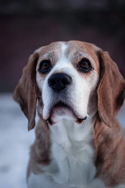 Cara de cachorro beagle Stock Photos, Royalty Free Cara de cachorro ...