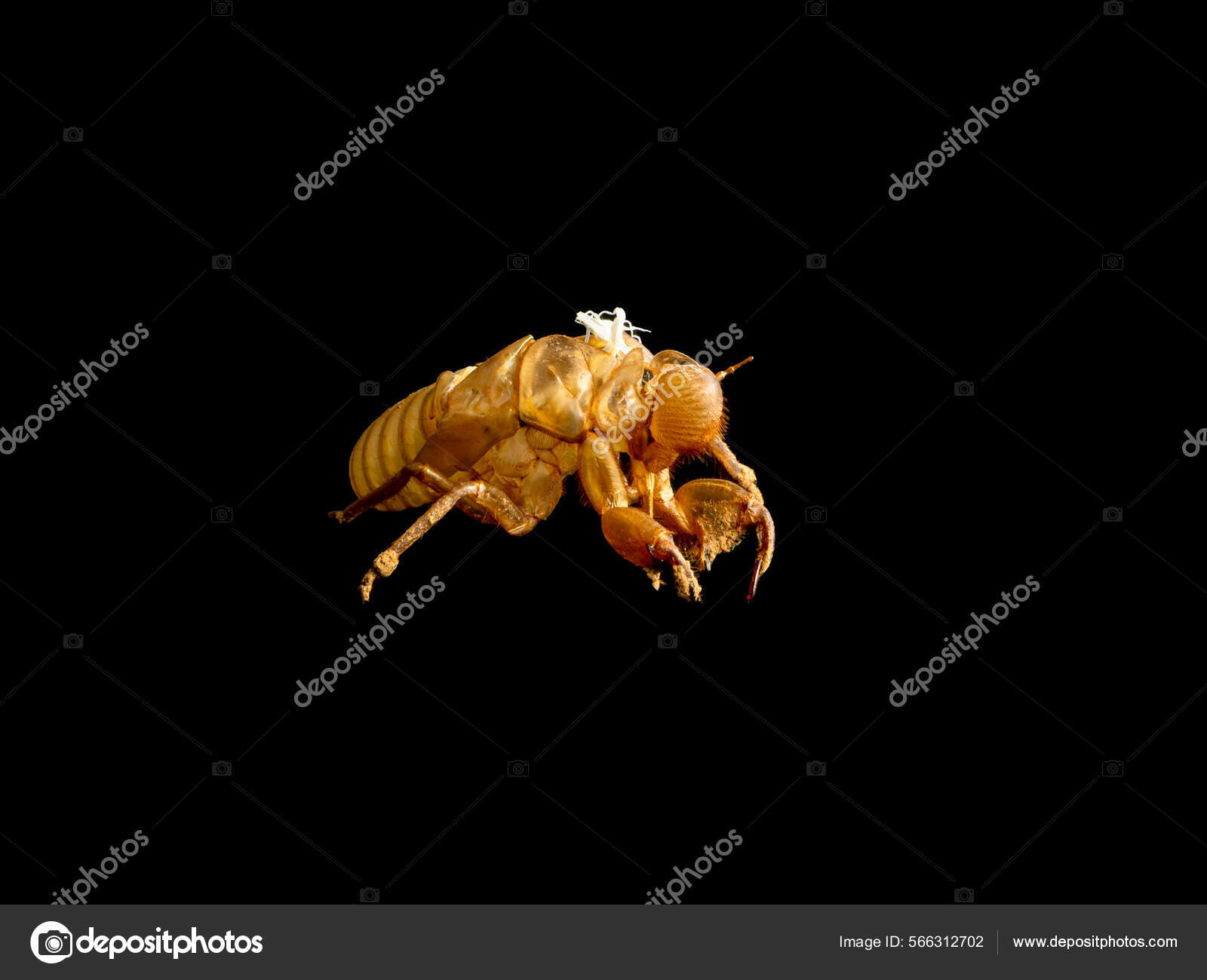 Cicada Molt Shell Cicada Exoskeleton Cicada Molting Exuvia Emerging ...