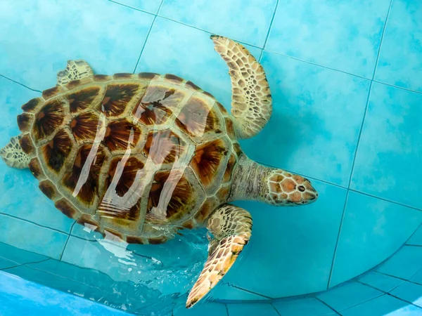 green sea turtle in nursery. Turtle nursery. Breeding sea turtles ...