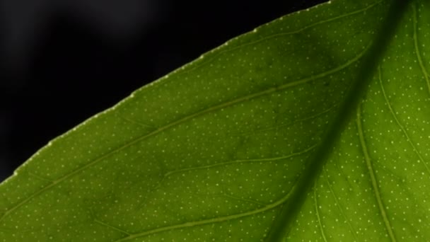 Vidéos pour Textura de limón, Textura de limón clips vidéo HD / 4K ...