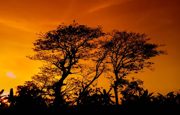 Tropical Rainforest Sunset Background