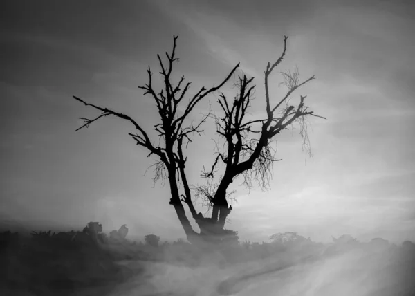 Haunted tree Stock Photos, Royalty Free Haunted tree Images | Depositphotos