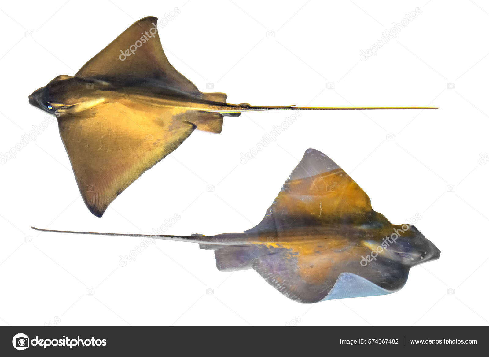 Myliobatiformes One Four Orders Batoids Fishes Related Sharks Two ...