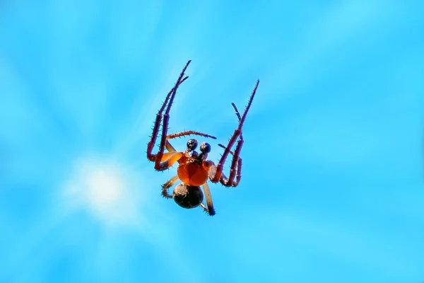 Aranha líquida Stock Photos, Royalty Free Aranha líquida Images ...