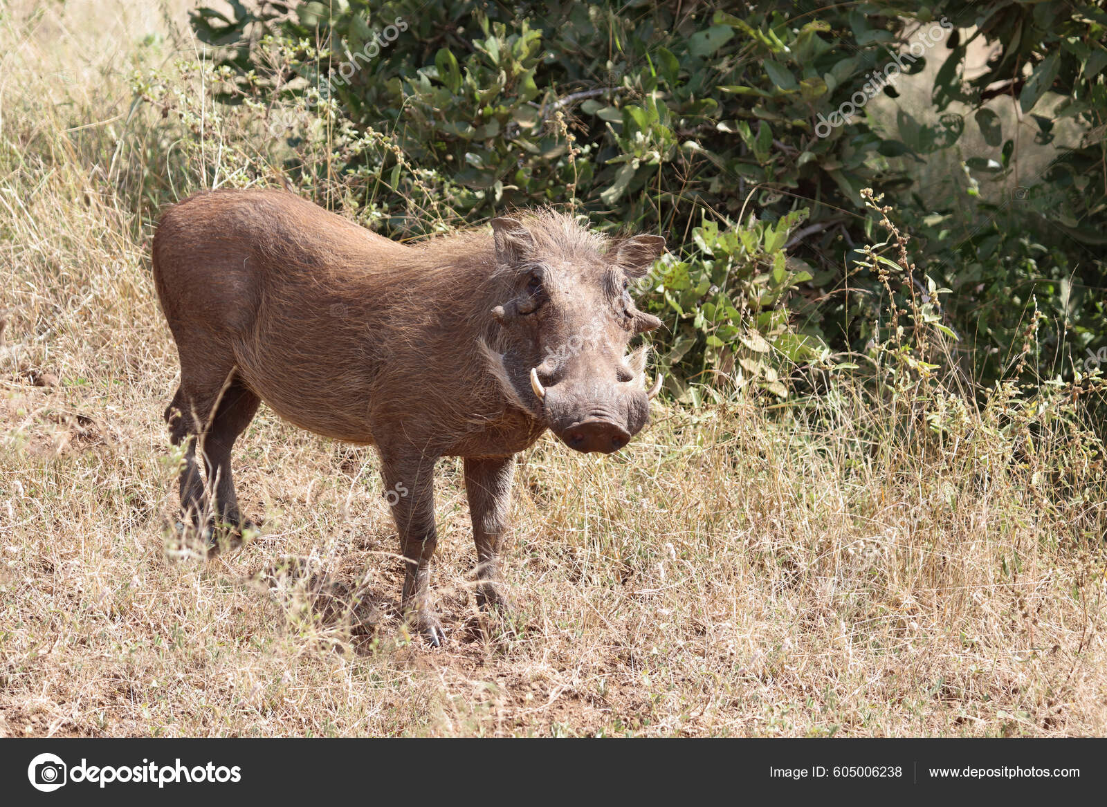Warzenschwein Warthog Phacochoerus Africanus Stock Photo by ...