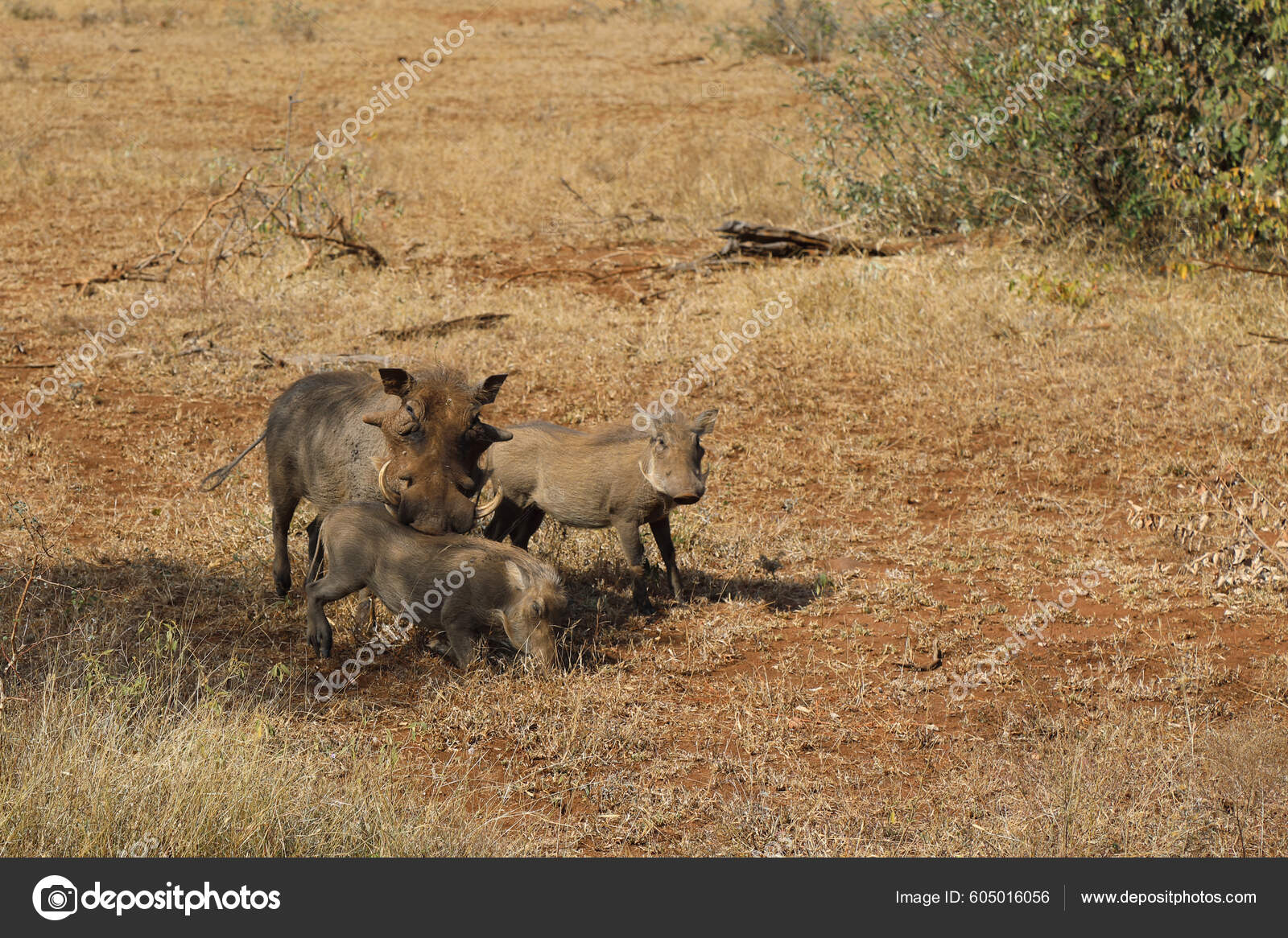 Warzenschwein Warthog Phacochoerus Africanus Stock Photo by ...