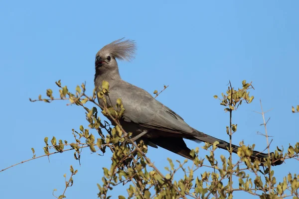 Loeries Stock Photos, Royalty Free Loeries Images | Depositphotos