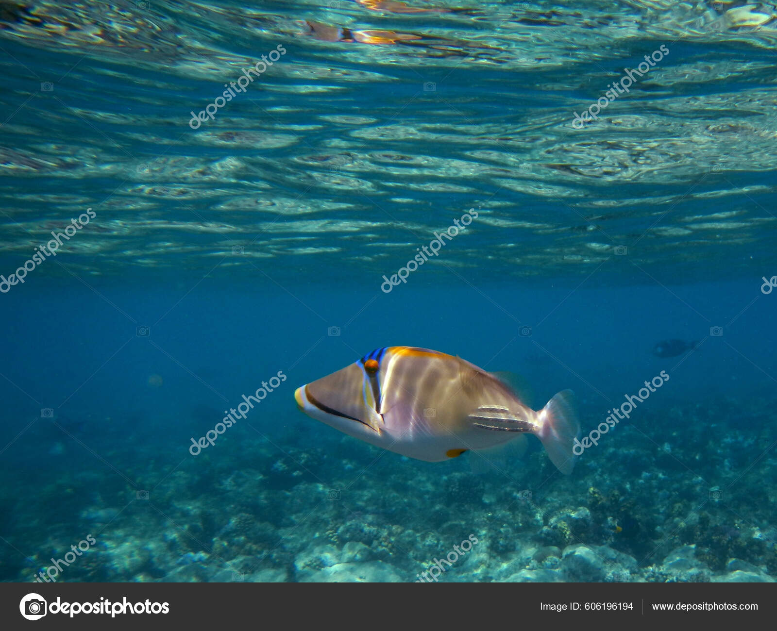 Picasso Triggerfish Arabian Picassofish Rhinecanthus Assasi Stock Photo ...