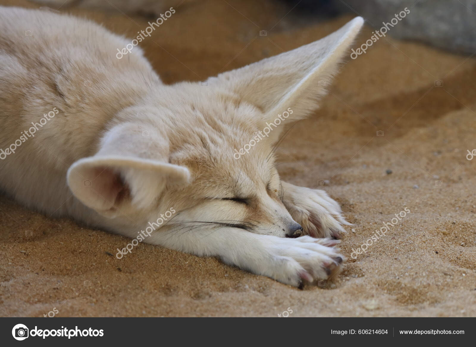 Fennek Fennec Fox Vulpes Zerda Fennecus Zerda Stock Photo by ©ludwigendres 606214604