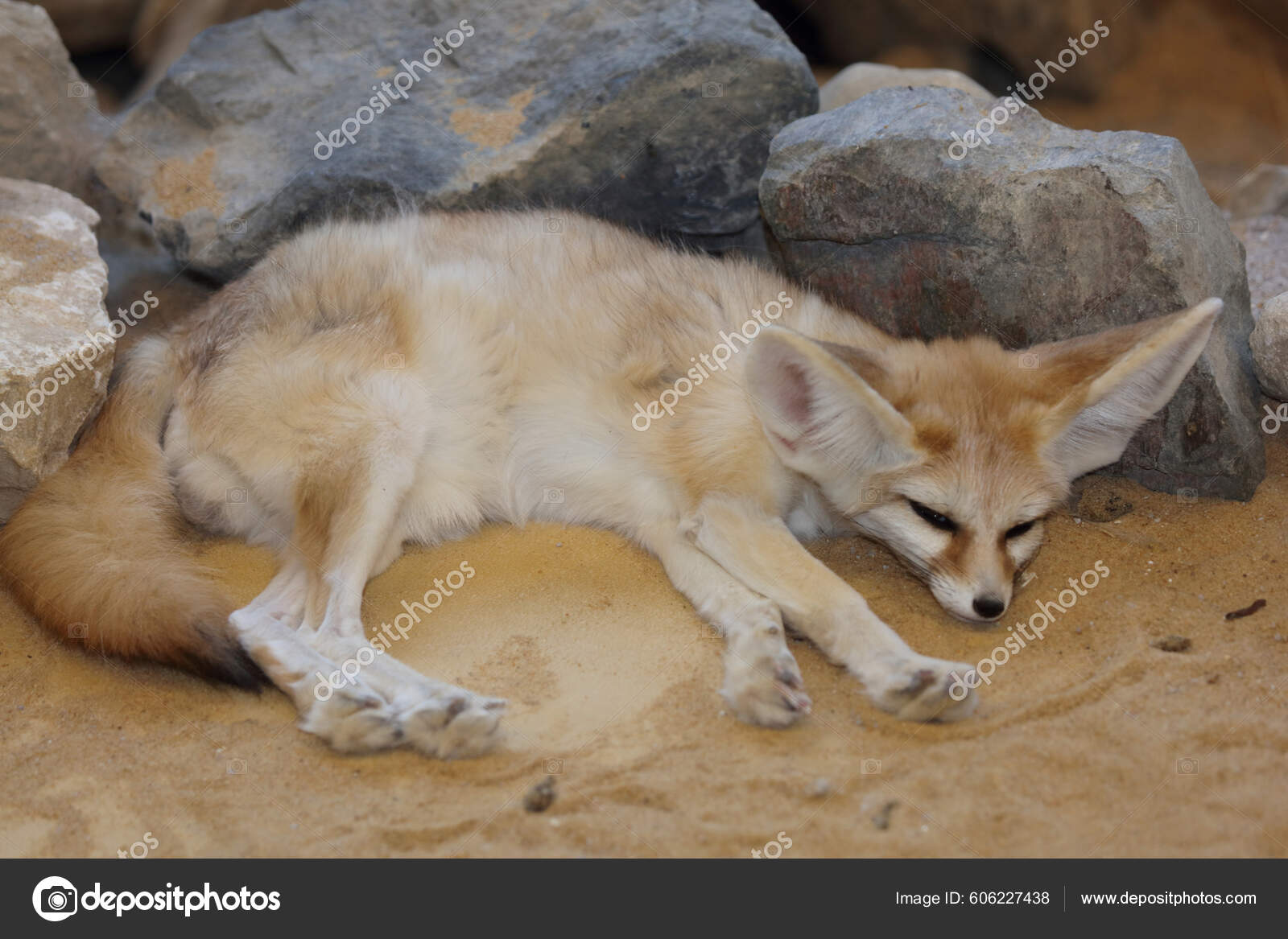 Fennek Fennec Fox Vulpes Zerda Fennecus Zerda: fotografía de stock ...