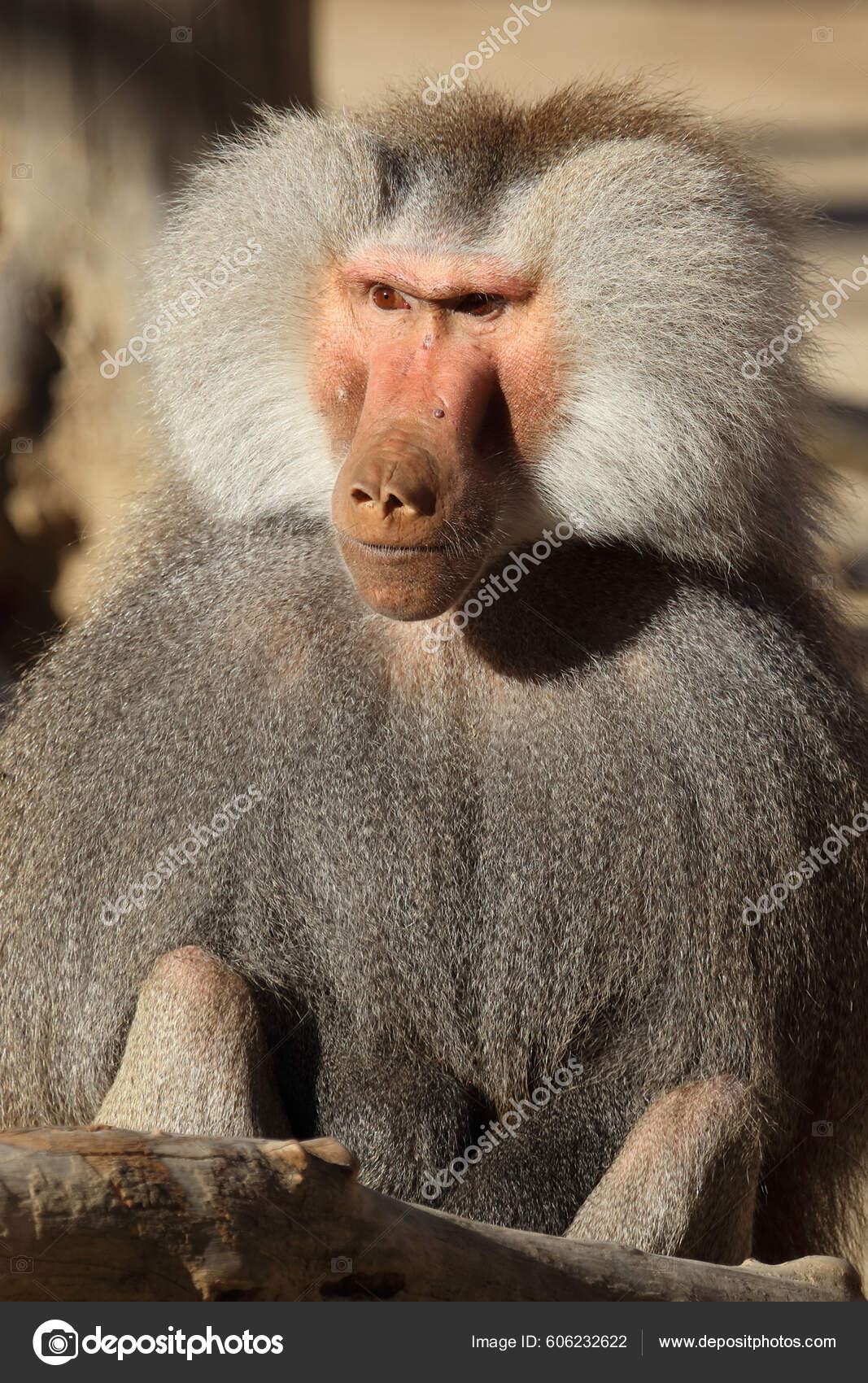 Mantelpavian Hamadryas Baboon Papio Hamadryas Stock Photo by ...