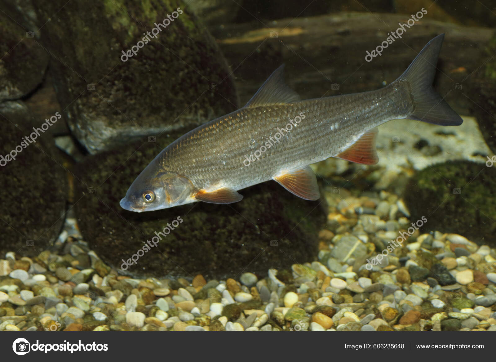 Rotfeder Oder Unechtes Rotauge Common Rudd Scardinius Erythophthalmus ...