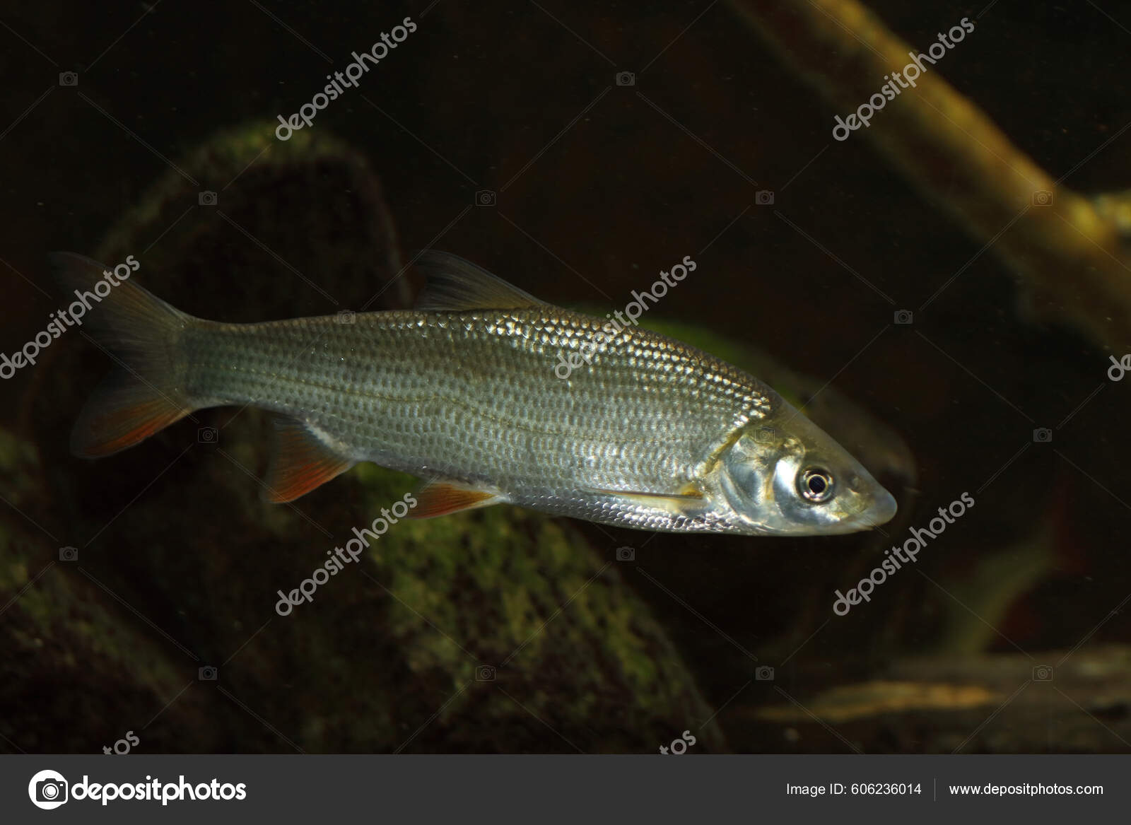 Rotfeder Oder Unechtes Rotauge Common Rudd Scardinius Erythophthalmus ...