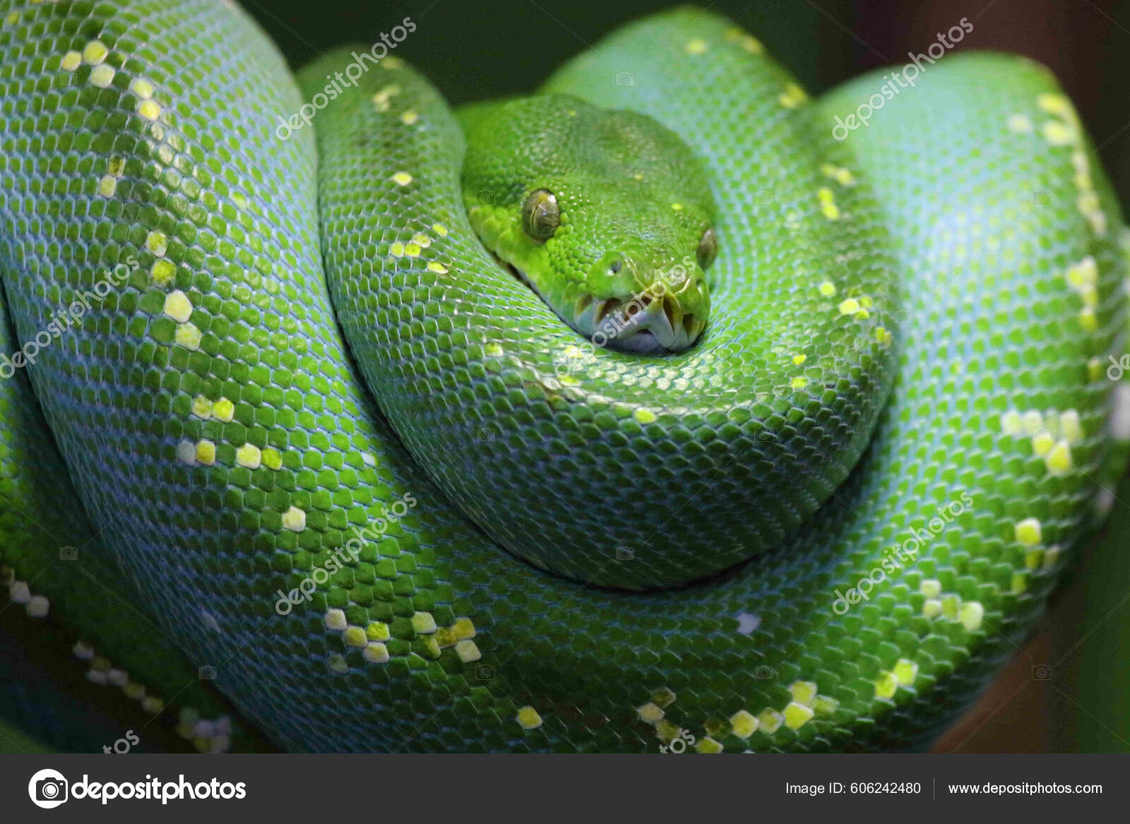 Green Tree Python Morelia Viridis — Stock Photo © ludwigendres #606242480