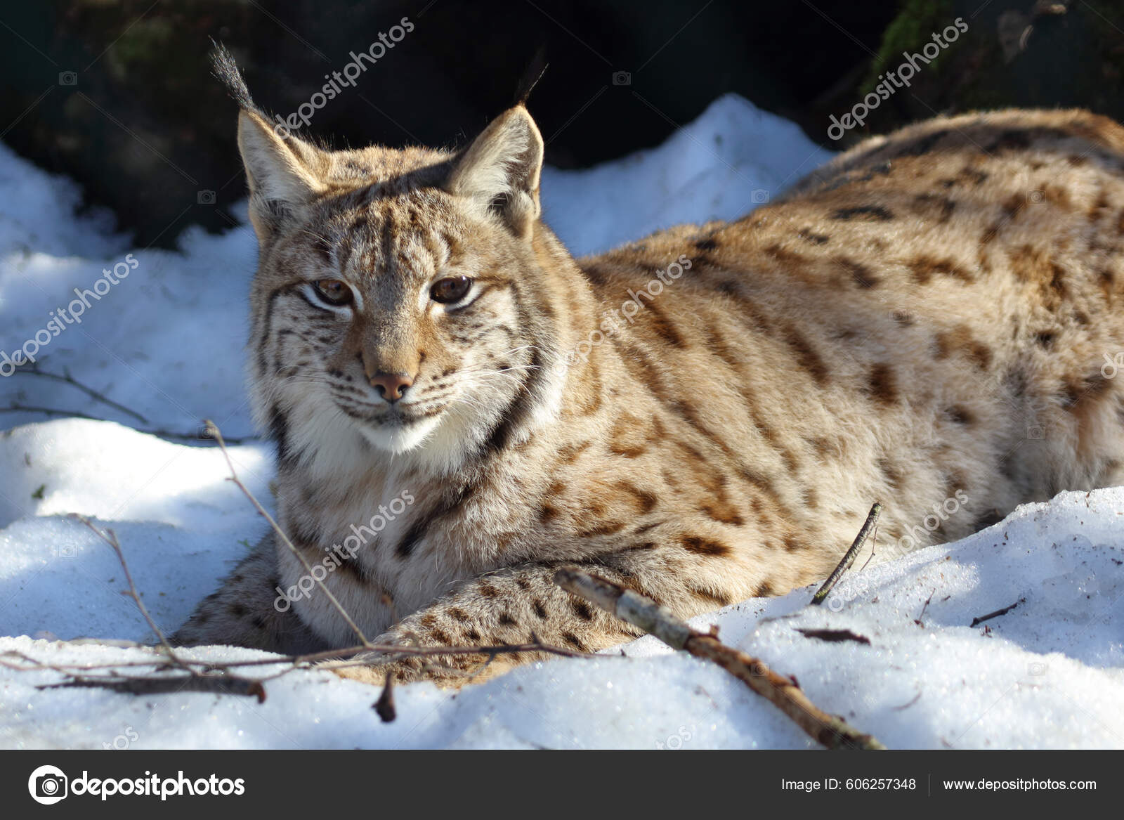 Eurasischer Luchs Eurasian Lynx Lynx Lynx — Stock Photo © ludwigendres ...
