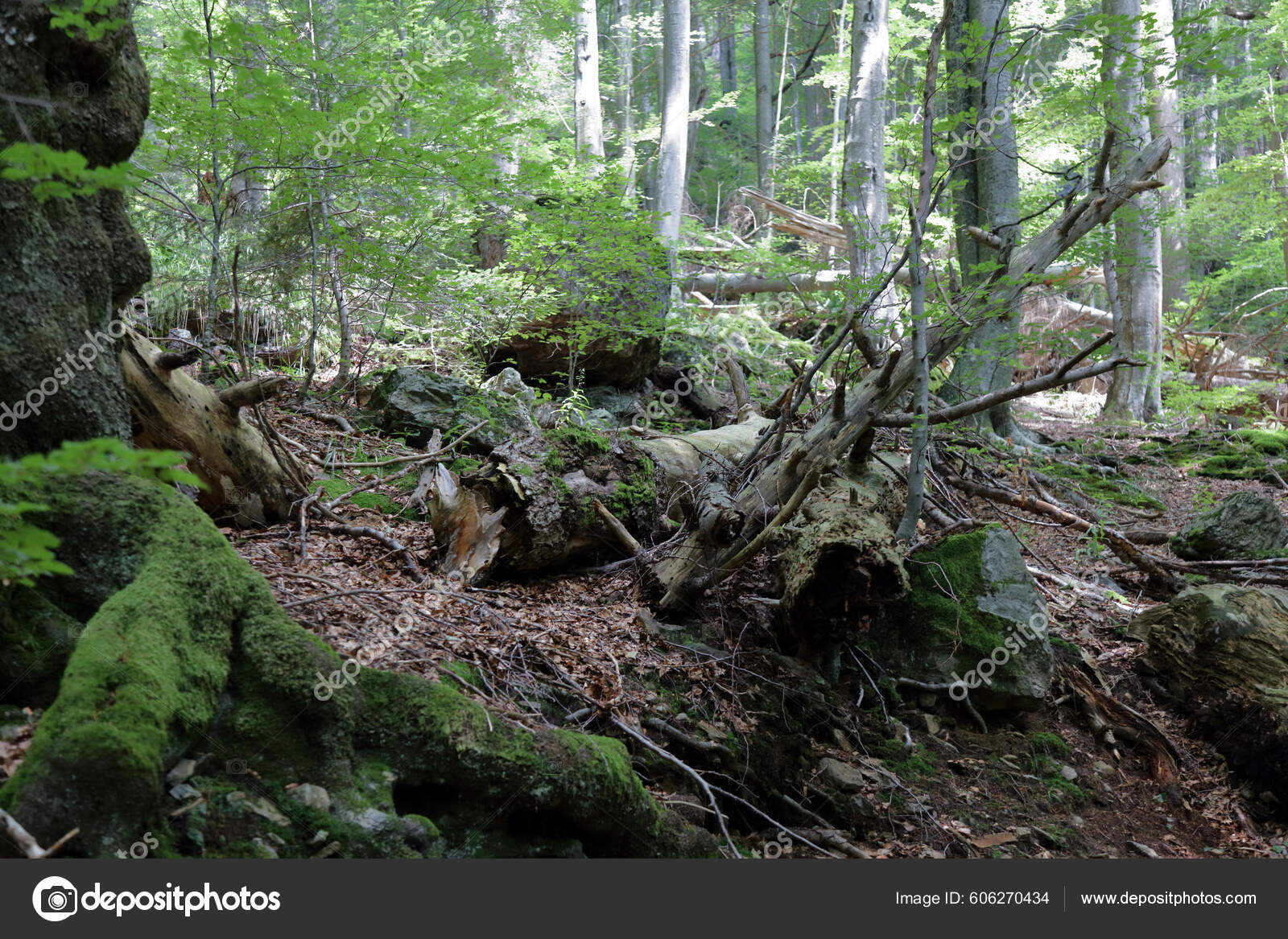Landschaft Bayern Bayrischer Wald Landscape Bavaria Bavarian Forest ... Landschaft Bayern Bayrischer Wald Landscape Bavaria Bavarian Forest ...