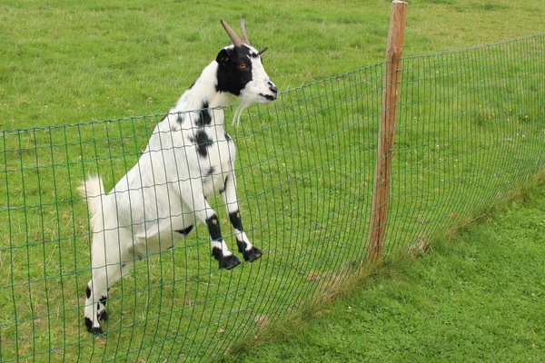 Jackass Stock Photos, Royalty Free Jackass Images | Depositphotos