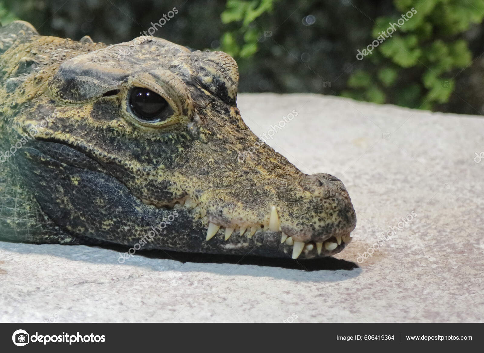 Stumpfkrokodil Dwarf Crocodile Osteolaemus Tetraspis: fotografía de ...