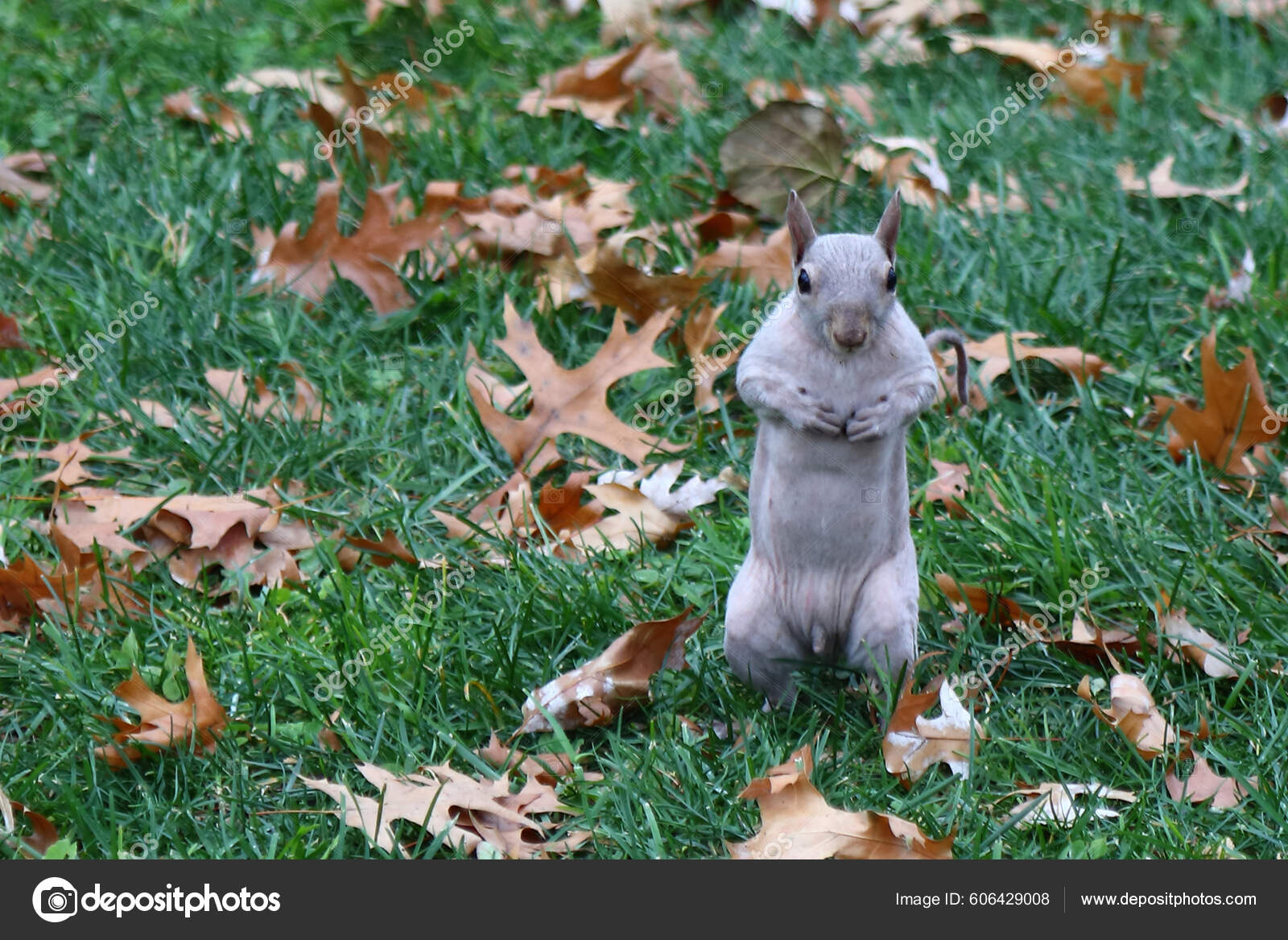 Eastern Gray Squirrel Hair Sciurus Carolinensis — Stock Photo ...