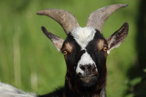 Old goat Stock Photos, Royalty Free Old goat Images | Depositphotos