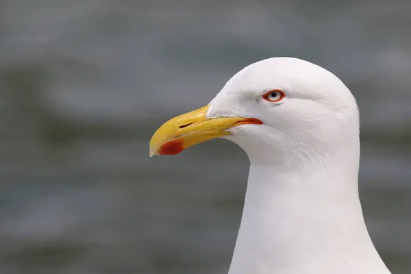 Larus Stock Photos, Royalty Free Larus Images | Depositphotos