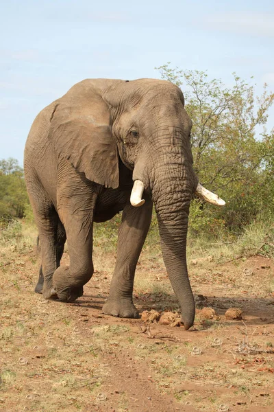 Elephant foot stomp Stock Photos, Royalty Free Elephant foot stomp ...