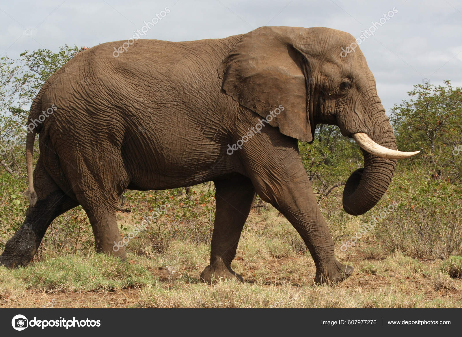 Afrikanischer Elefant African Elephant Loxodonta Africana — Stock Photo ...