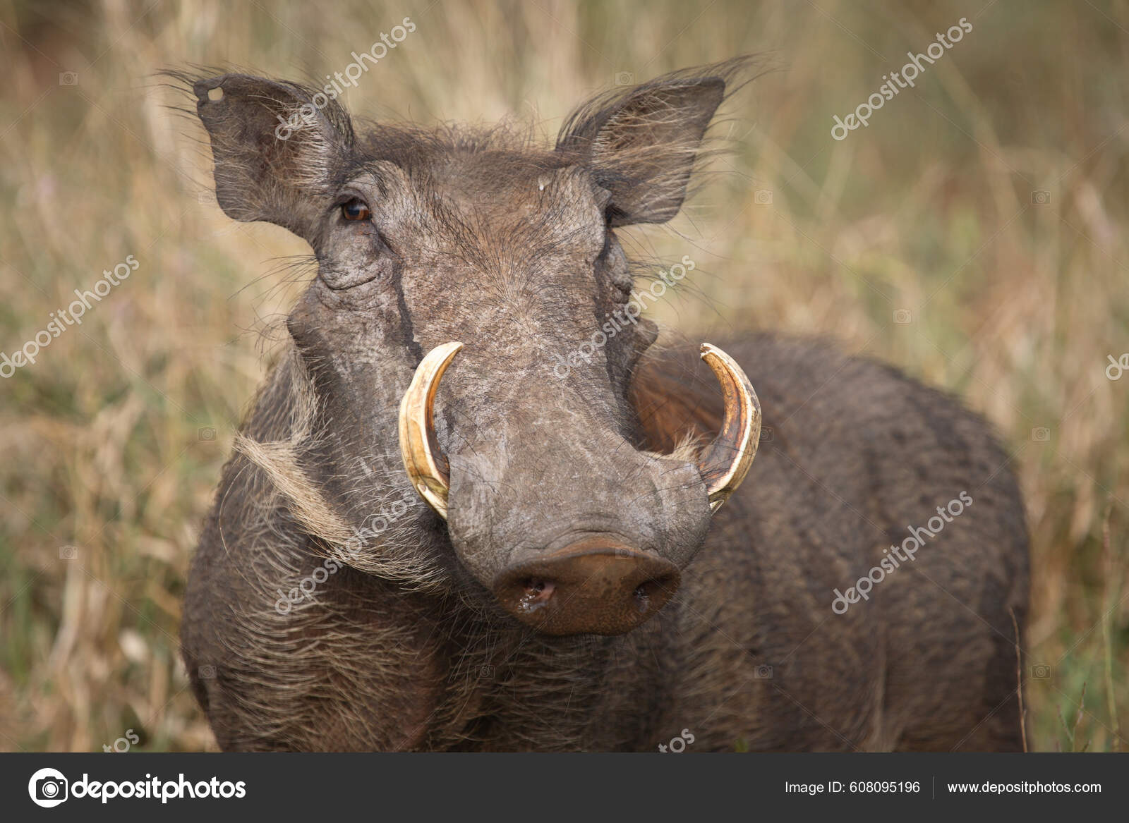 Warzenschwein Warthog Phacochoerus Africanus — Stock Photo ...