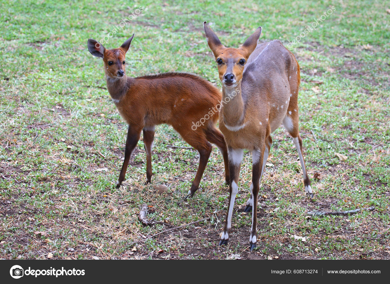 Baby Bushbuck
