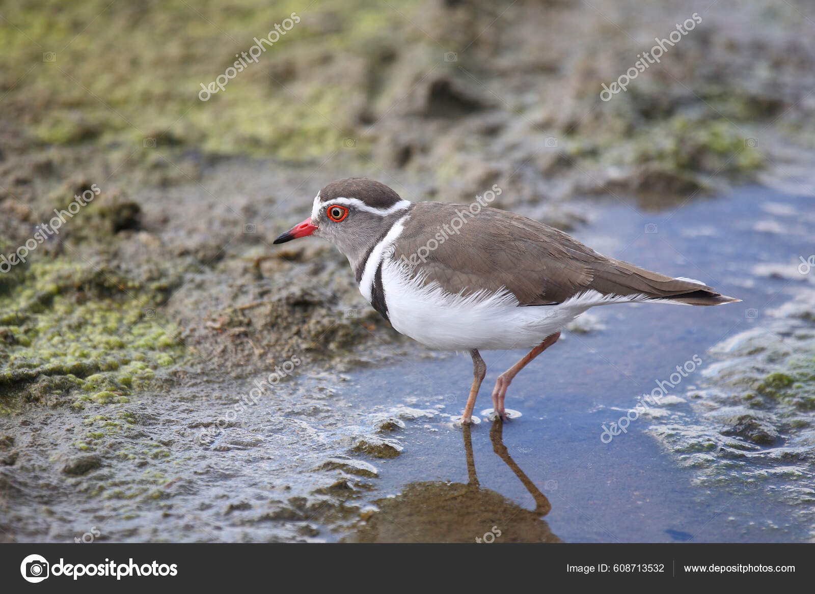 Dreibandregenpfeifer Three Banded Plover Three Banded Sandplover ...