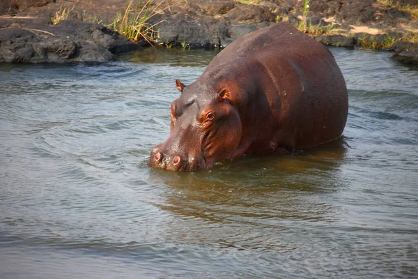 Hippopotame au repos images libres de droit, photos de Hippopotame au ...