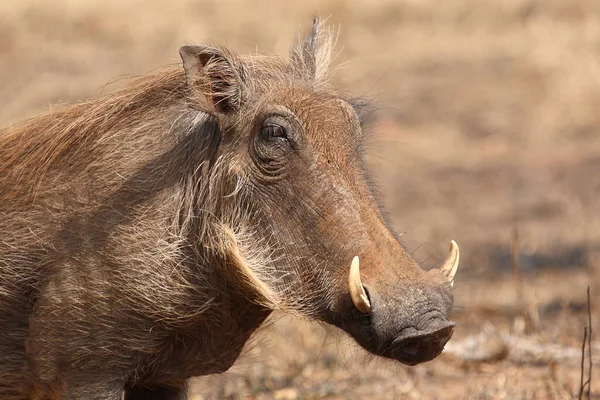 Warzenschwein Warthog Phacochoerus Africanus Stock Photo by ...