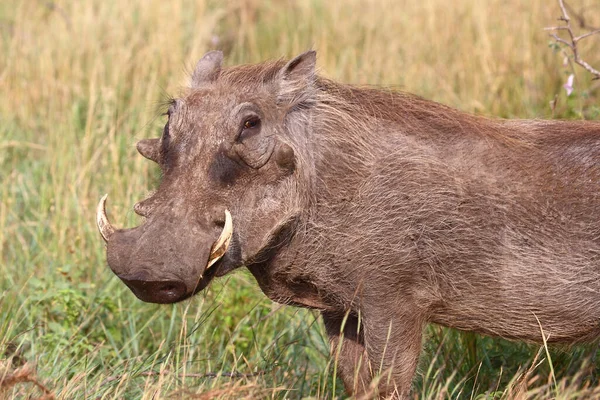 Warzenschwein Warthog Phacochoerus Africanus — Stock Photo ...
