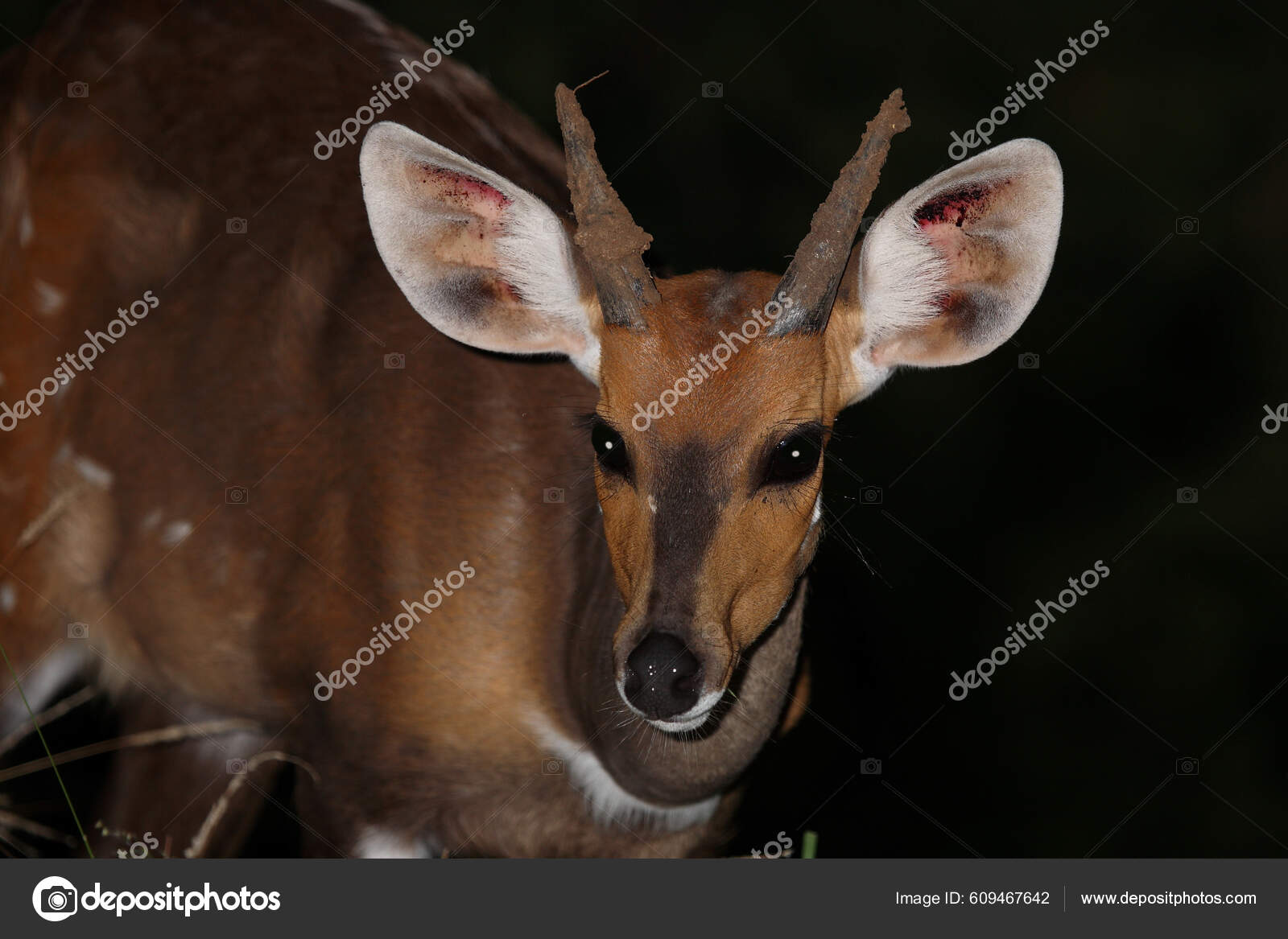 Baby Bushbuck