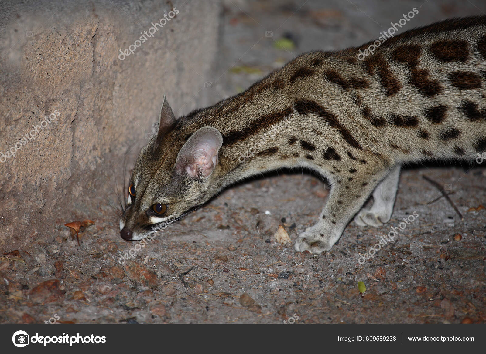 Aquatic Genet