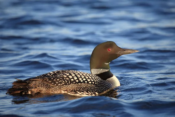 Loons Stock Photos, Royalty Free Loons Images | Depositphotos