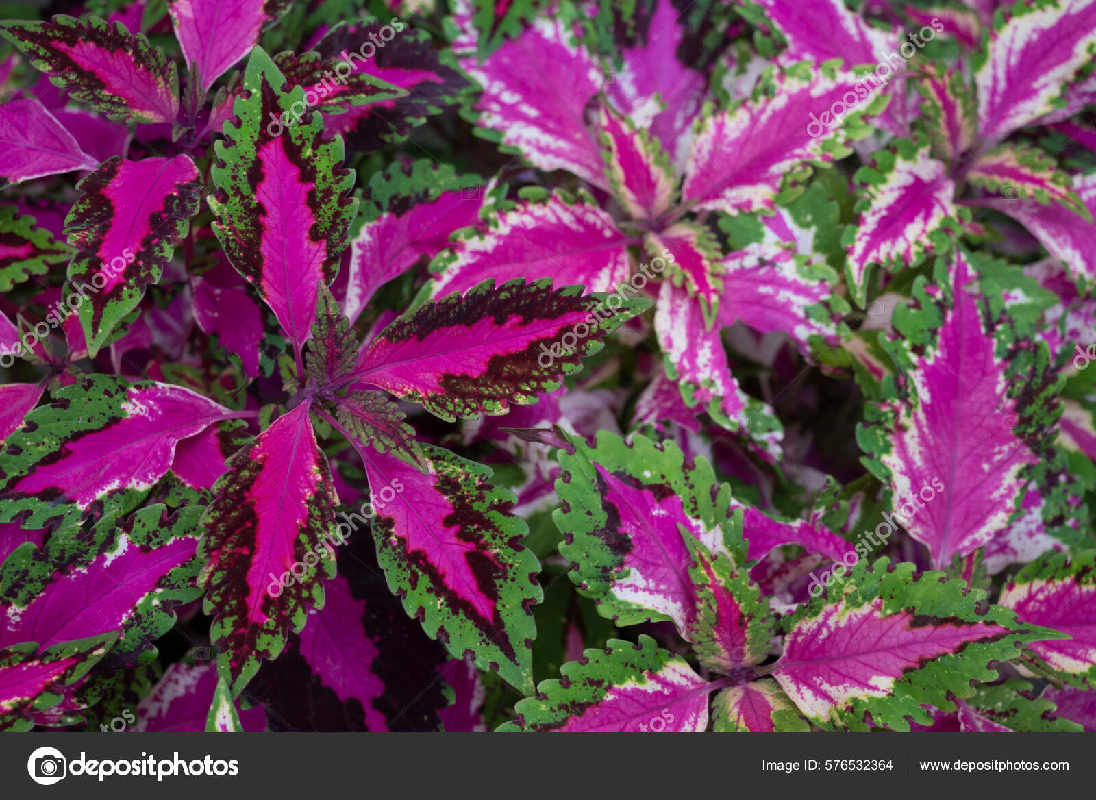 Pink Coleus